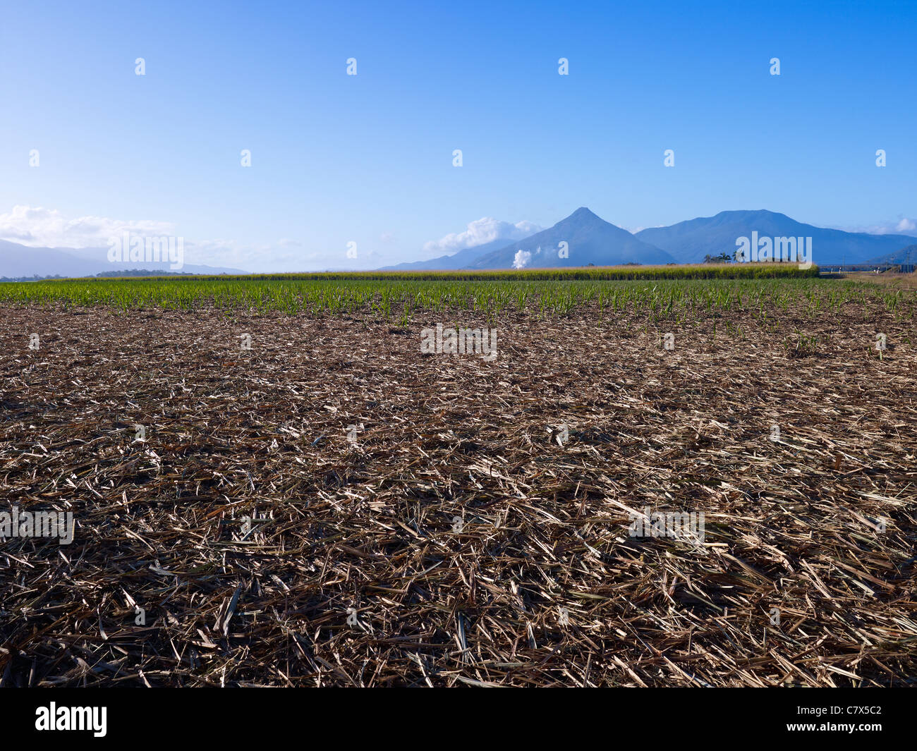 Zuckerrohrplantagen australien -Fotos und -Bildmaterial in hoher ...