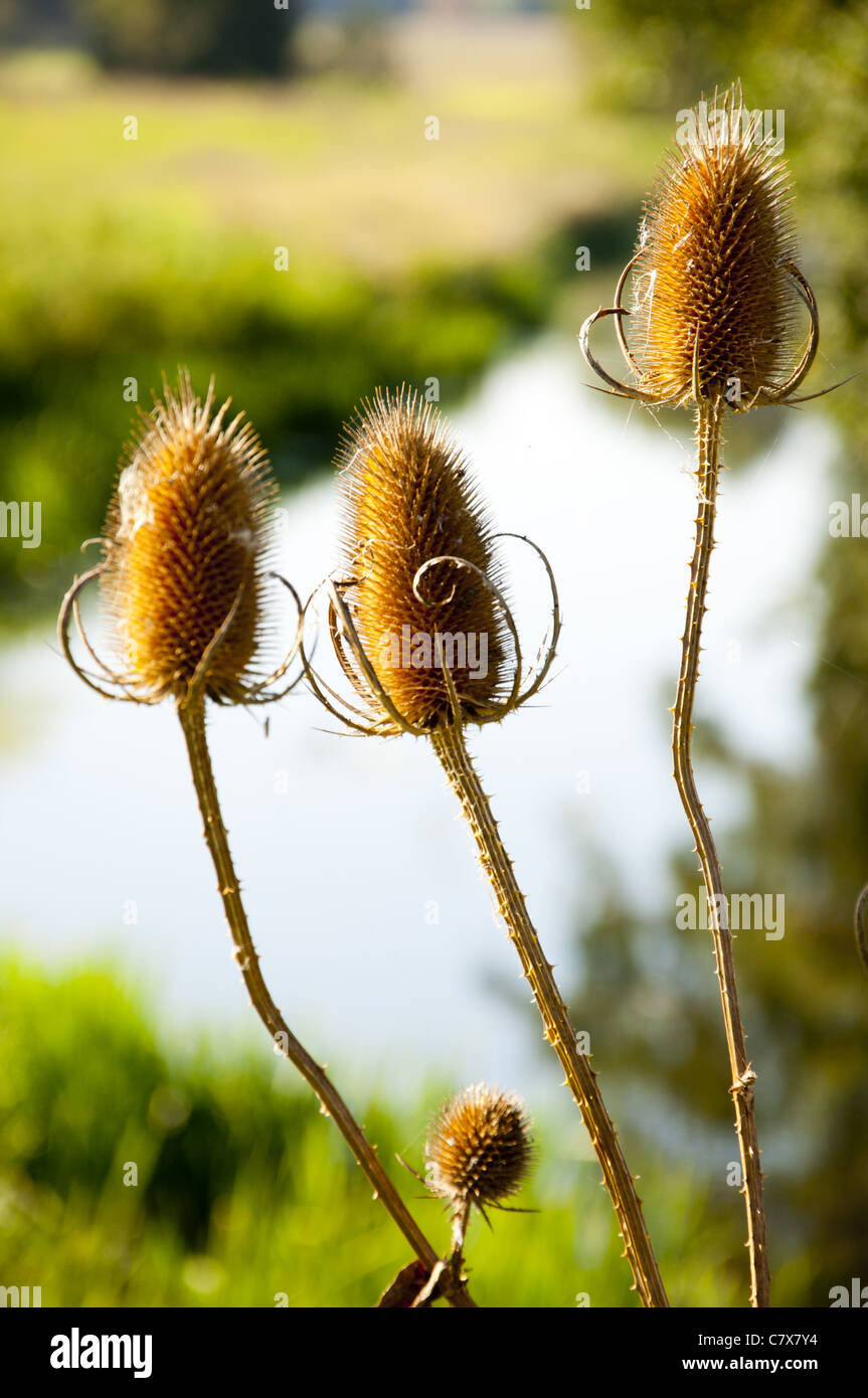 Distel wie -Fotos und -Bildmaterial in hoher Auflösung – Alamy