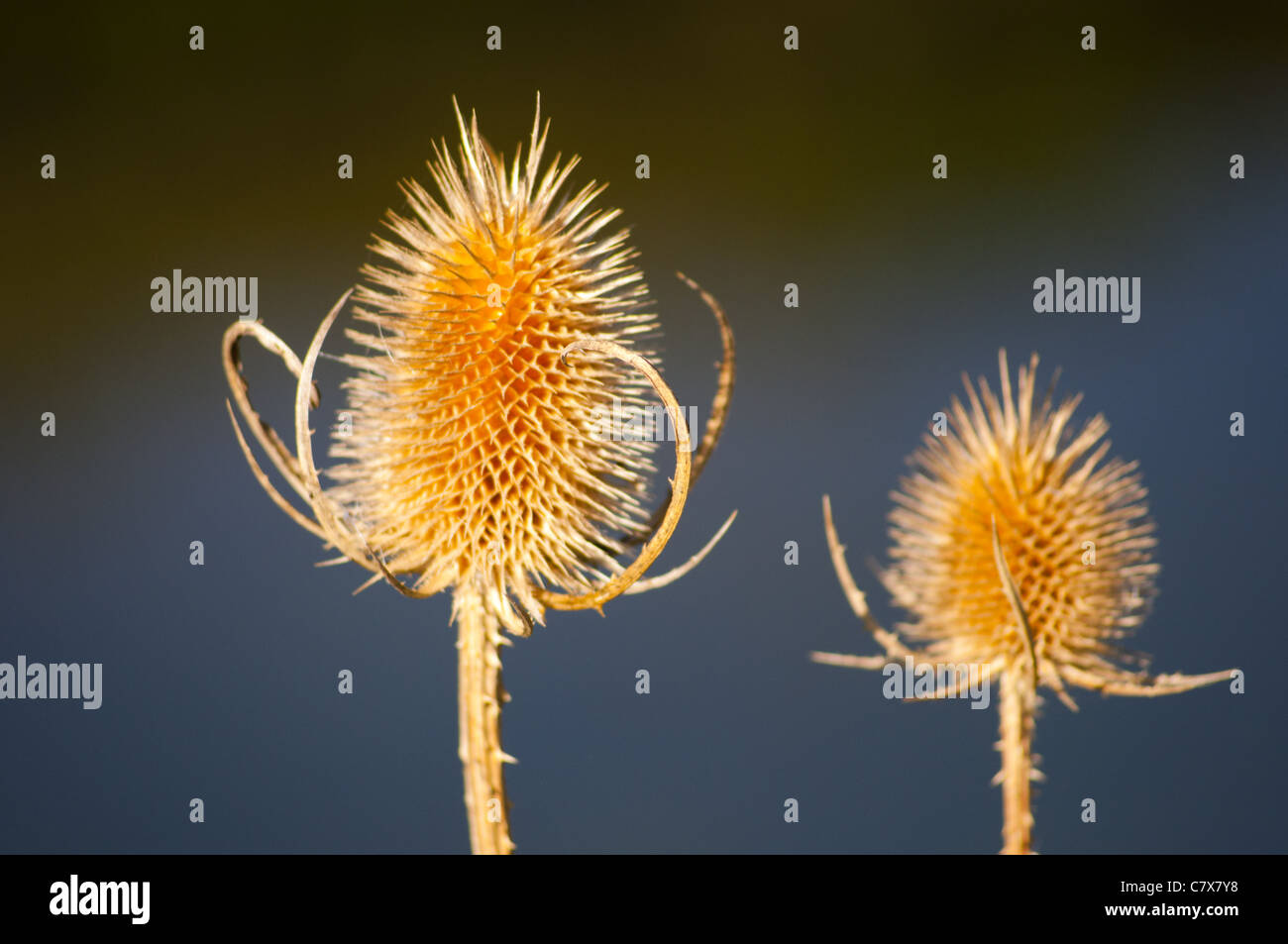 Distel wie -Fotos und -Bildmaterial in hoher Auflösung – Alamy