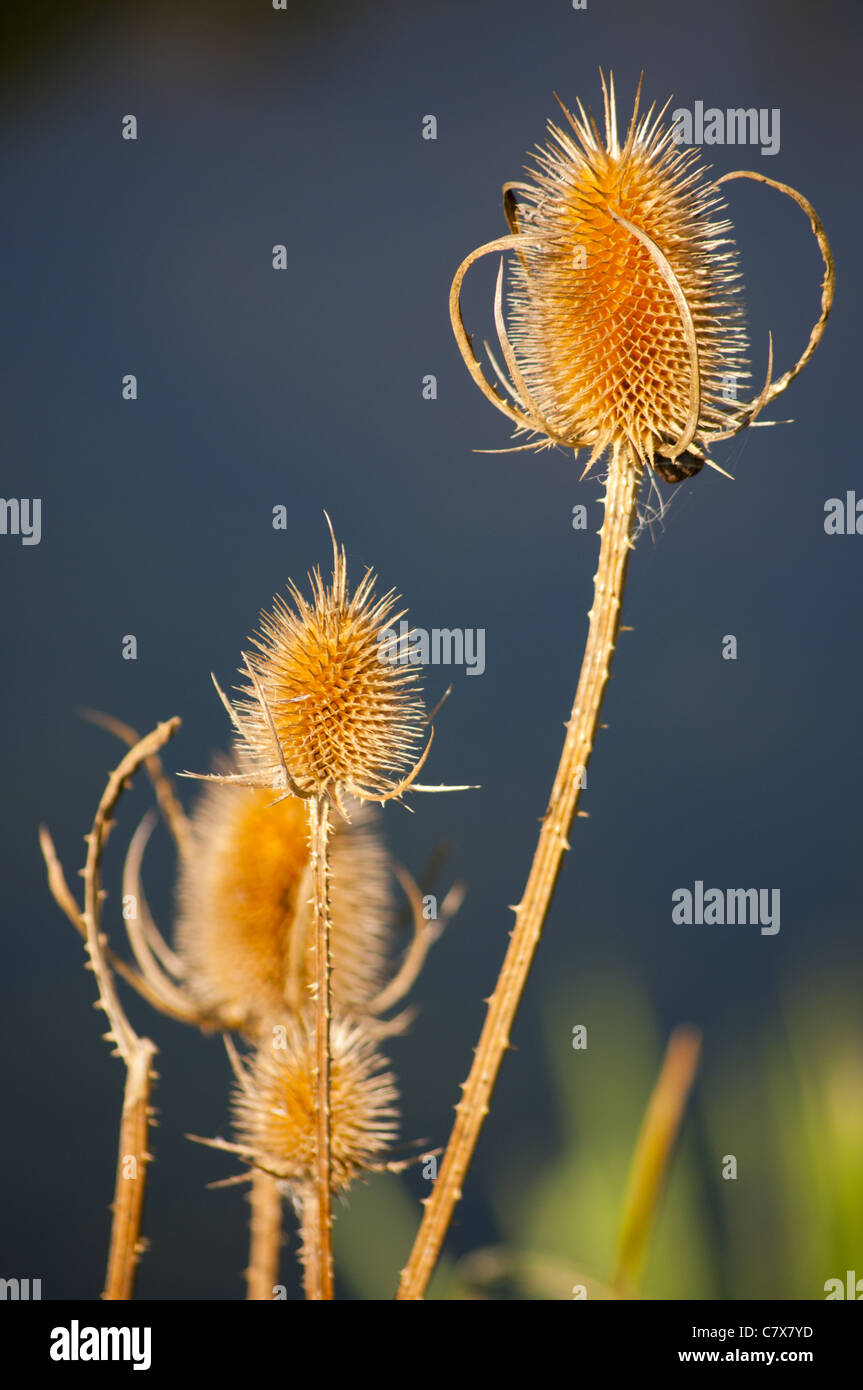 Distel wie -Fotos und -Bildmaterial in hoher Auflösung – Alamy