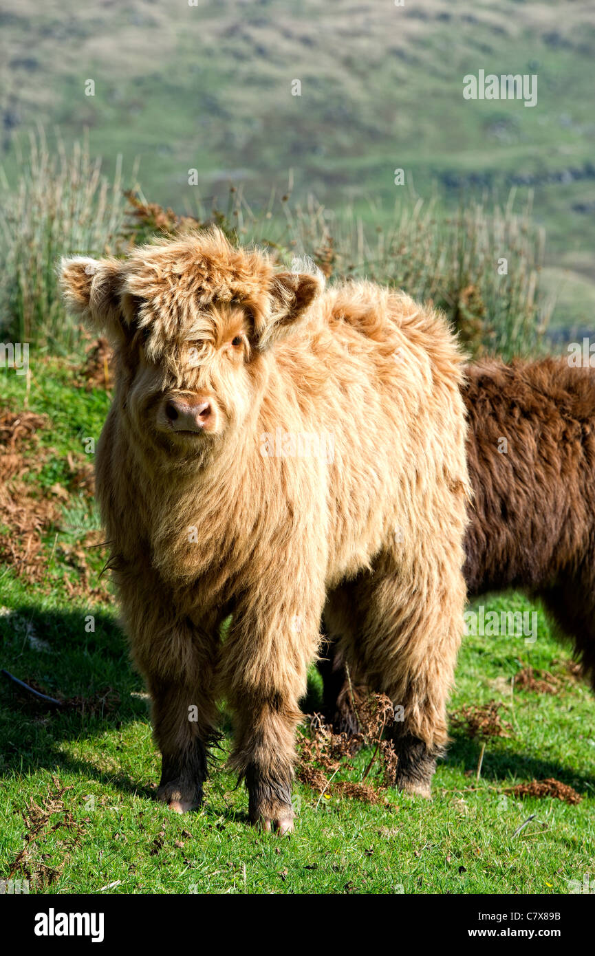 Young-Highland Rinder weiden in einem Feld in der Seenplatte, Cumbria ...