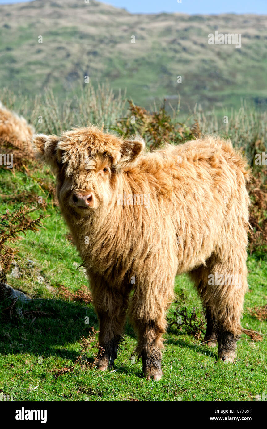 Young-Highland Rinder weiden in einem Feld in der Seenplatte, Cumbria ...