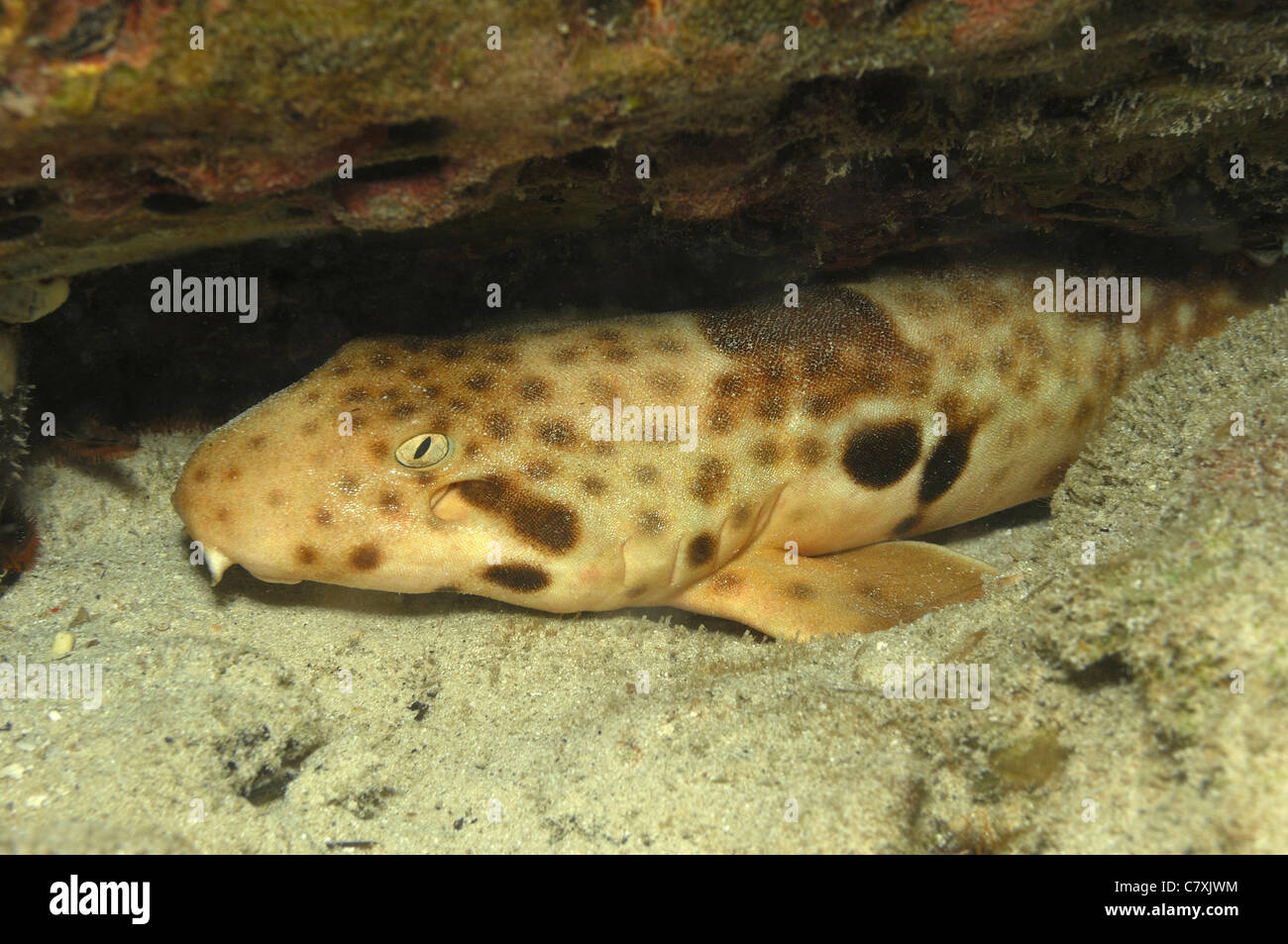 Schlanker bambushai -Fotos und -Bildmaterial in hoher Auflösung – Alamy