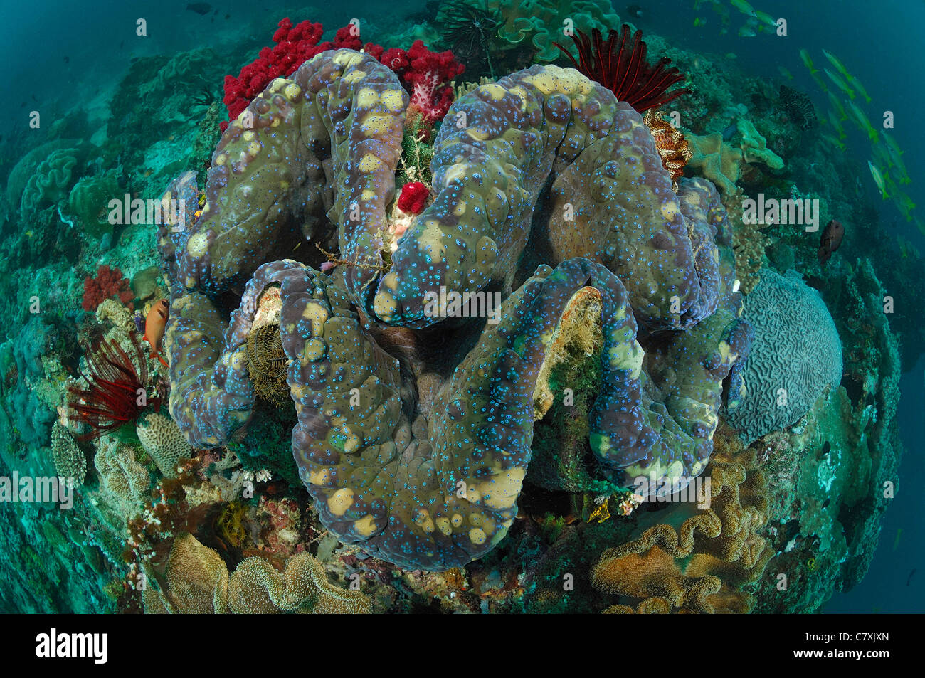 Squamosa muschel -Fotos und -Bildmaterial in hoher Auflösung – Alamy