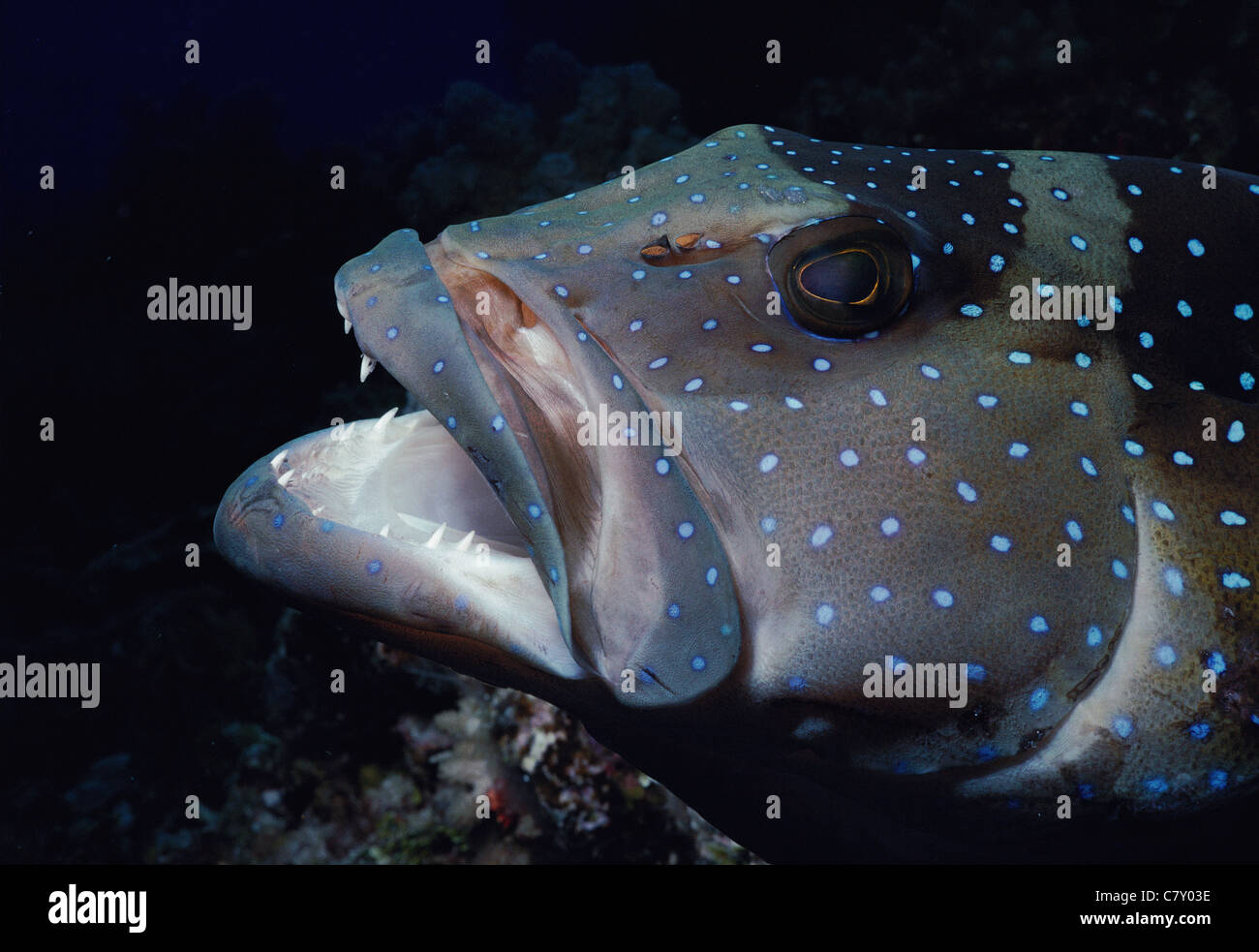 Dothead Rock Zackenbarsch (Cephalopholis Microprion), Australien ...