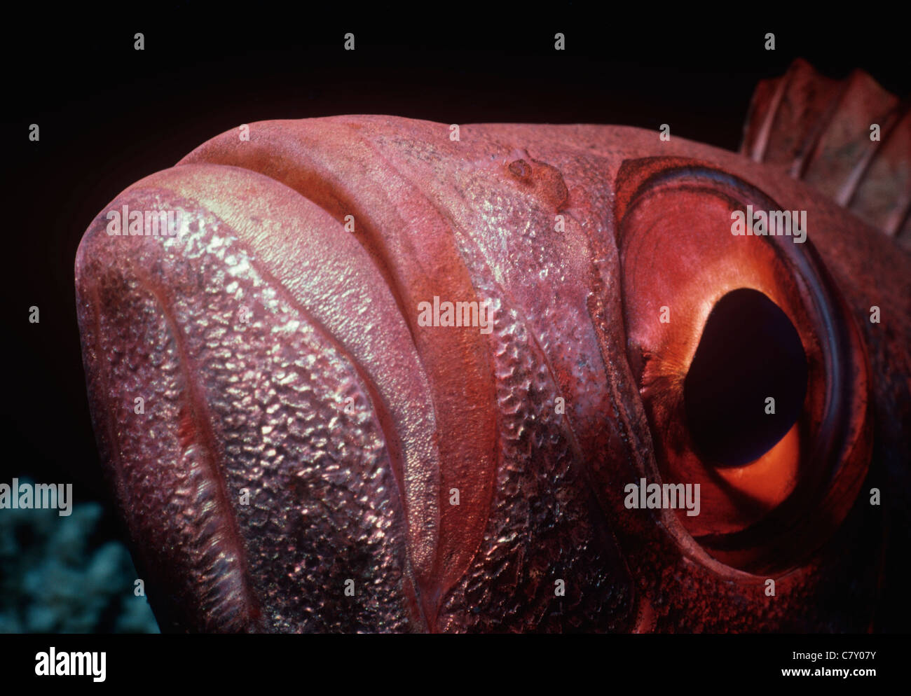 Barsch fischgesicht -Fotos und -Bildmaterial in hoher Auflösung – Alamy