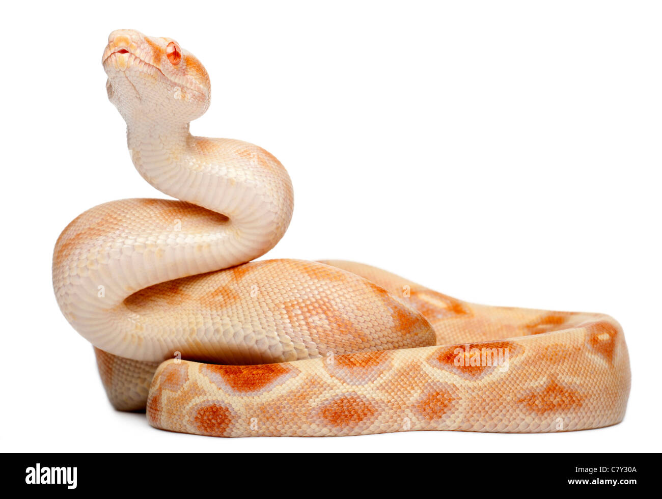 Boa constrictor snake -Fotos und -Bildmaterial in hoher Auflösung – Alamy
