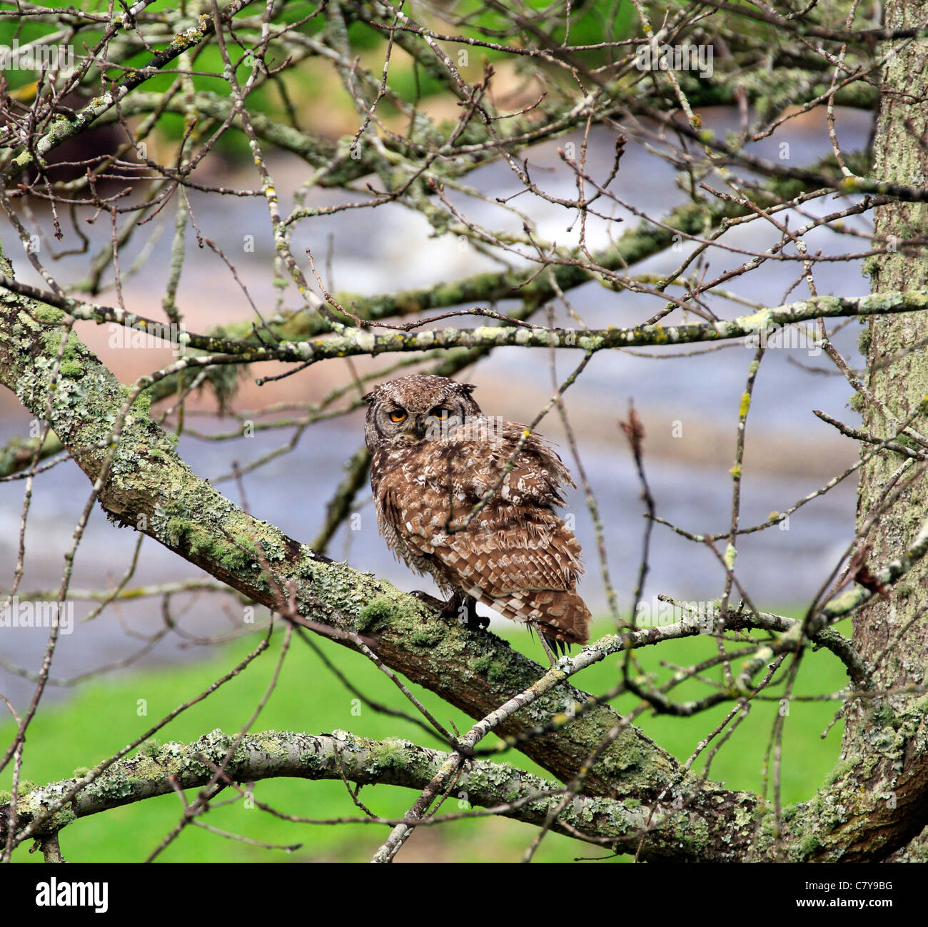 Ein cape Uhu (Bubo capensis) sitzen auf dem Baum auf dem Gelände der ...