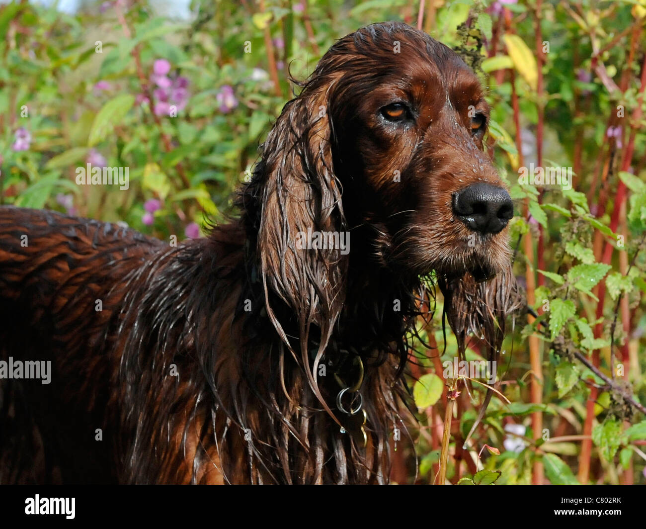 Red setter -Fotos und -Bildmaterial in hoher Auflösung – Alamy