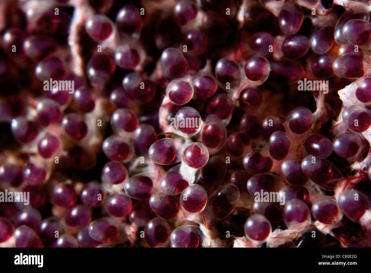 Fischeier unter wasser -Fotos und -Bildmaterial in hoher Auflösung – Alamy