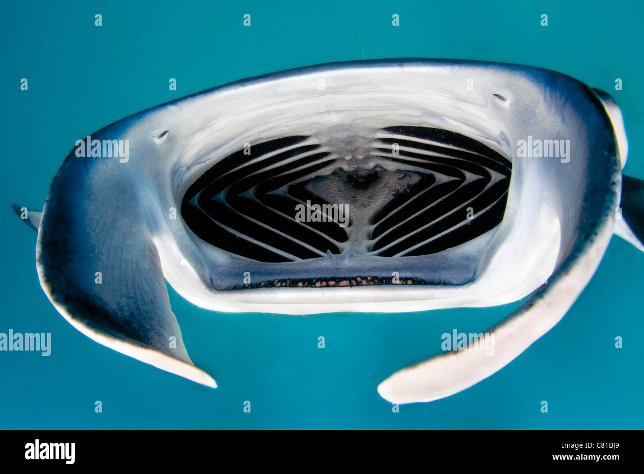 Manta-Rochen in Malediven, Unterwasser, Unterwasserwelt, öffnen, Mund ...