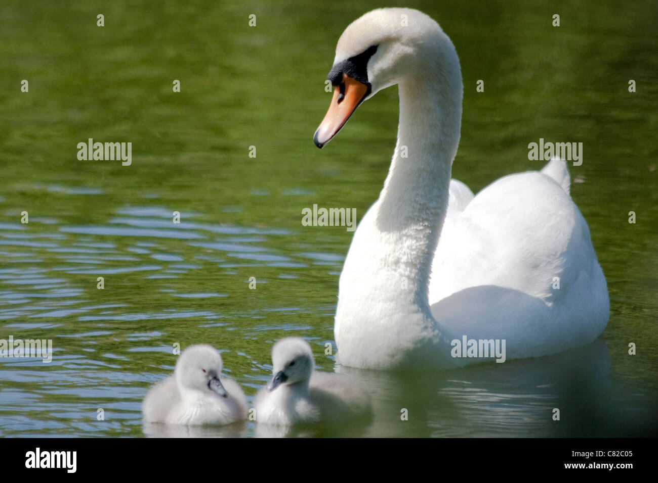 Der Schwan und die Entenküken in der Serpentine, Hyde Park, London ...