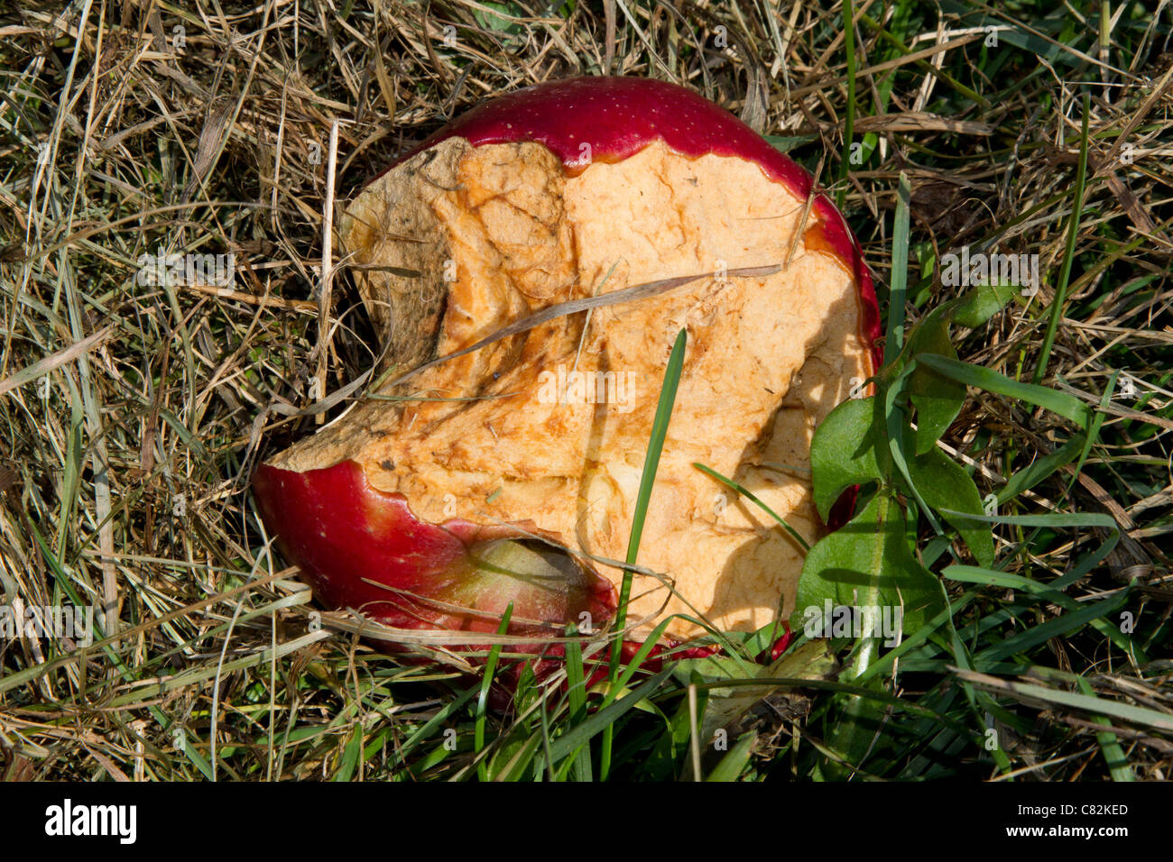 Apfel verfault -Fotos und -Bildmaterial in hoher Auflösung – Alamy