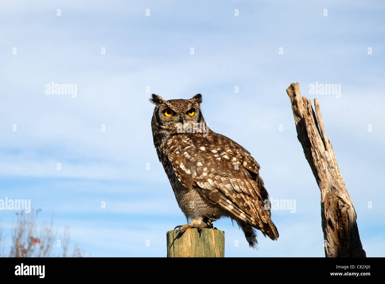 Kap uhu bubo capensis -Fotos und -Bildmaterial in hoher Auflösung – Alamy