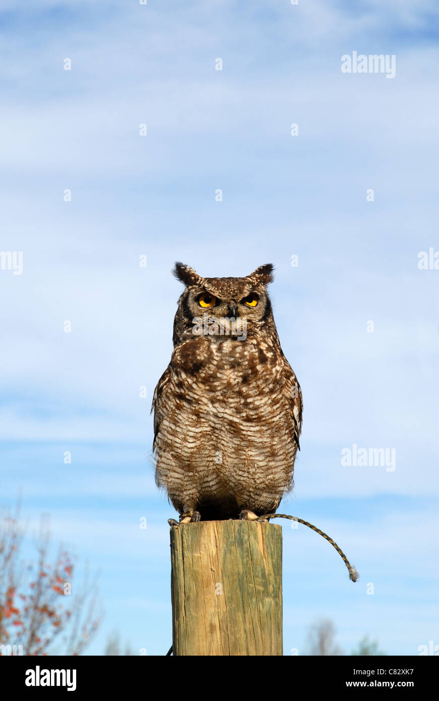 Cape eagle owls -Fotos und -Bildmaterial in hoher Auflösung – Alamy