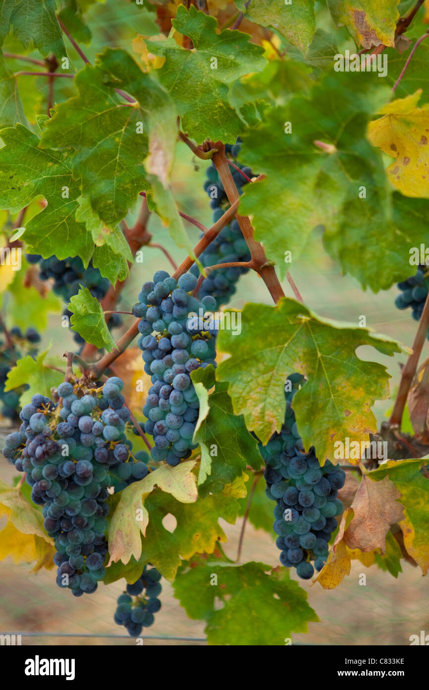 Cabernet Sauvignon Trauben Stockfotos & Cabernet Sauvignon Trauben ...