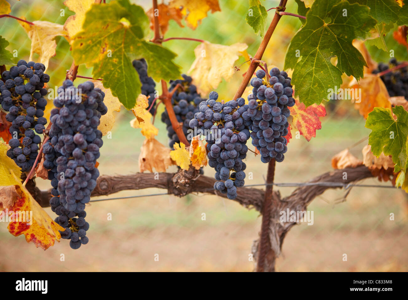 Cabernet Sauvignon Trauben Stockfotos & Cabernet Sauvignon Trauben ...