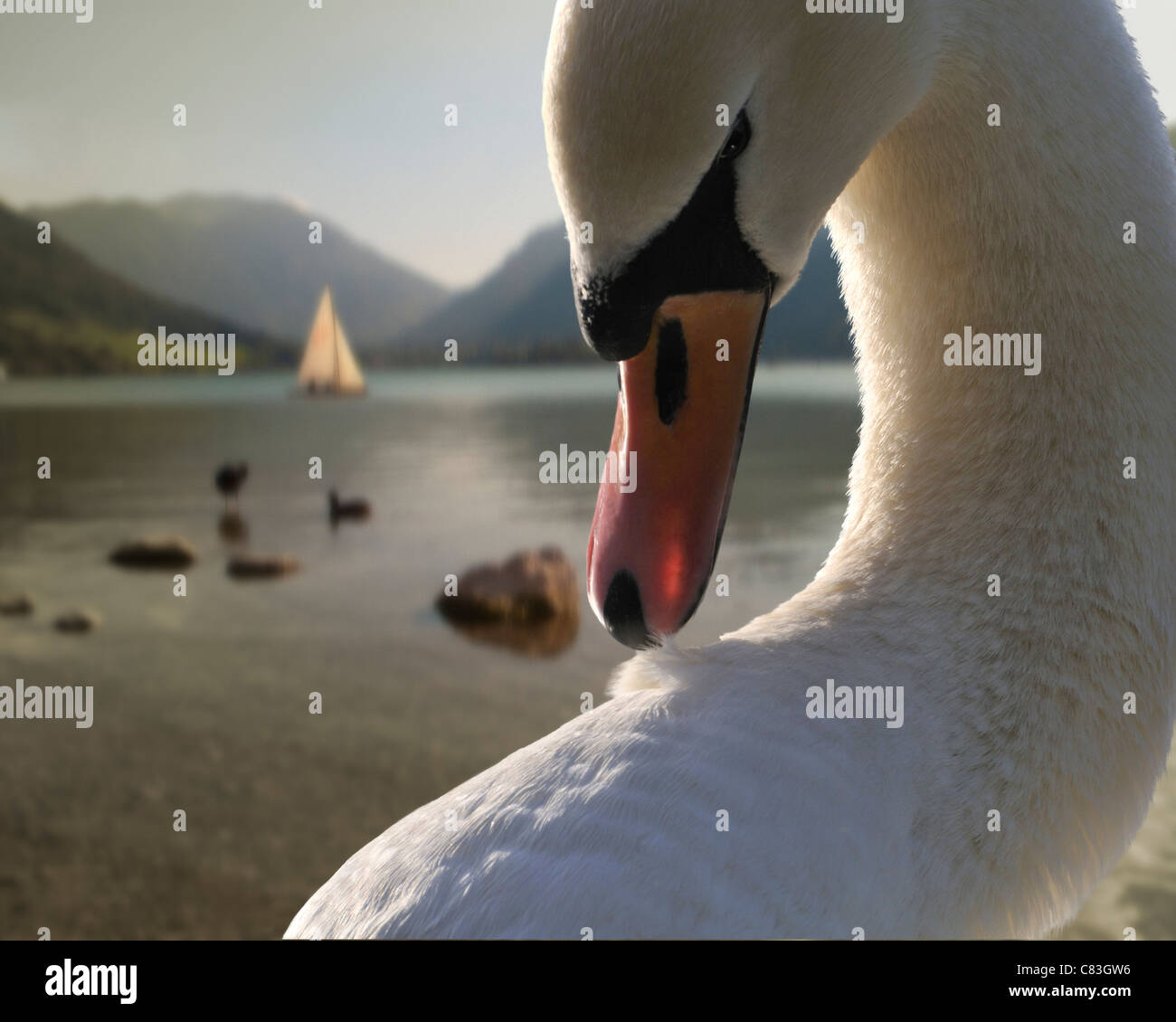 The swan -Fotos und -Bildmaterial in hoher Auflösung – Alamy