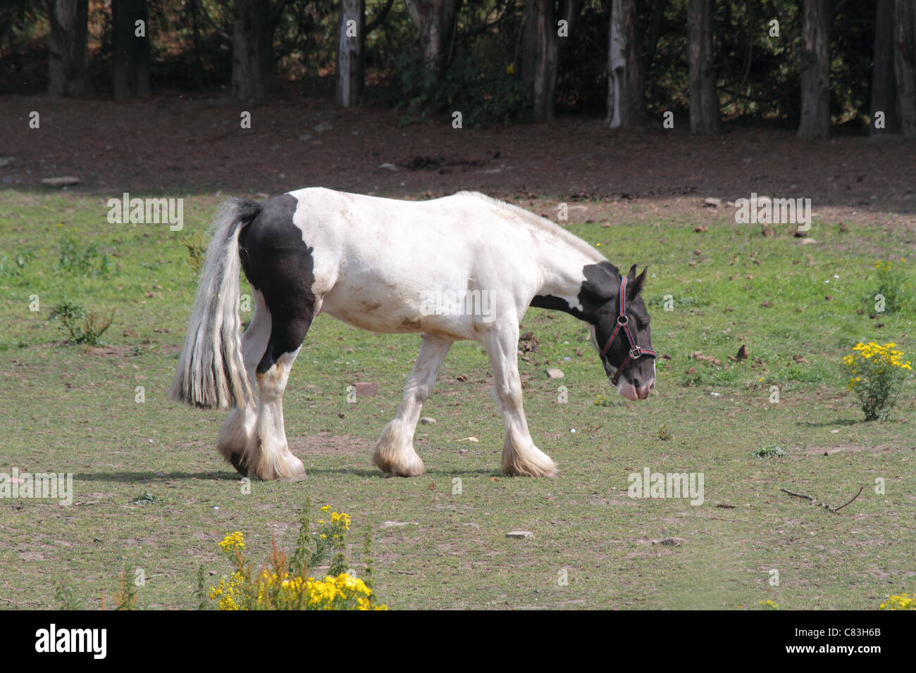 weißes Pferd mit schwarzen Kopf und Flanken in einem Feld ...