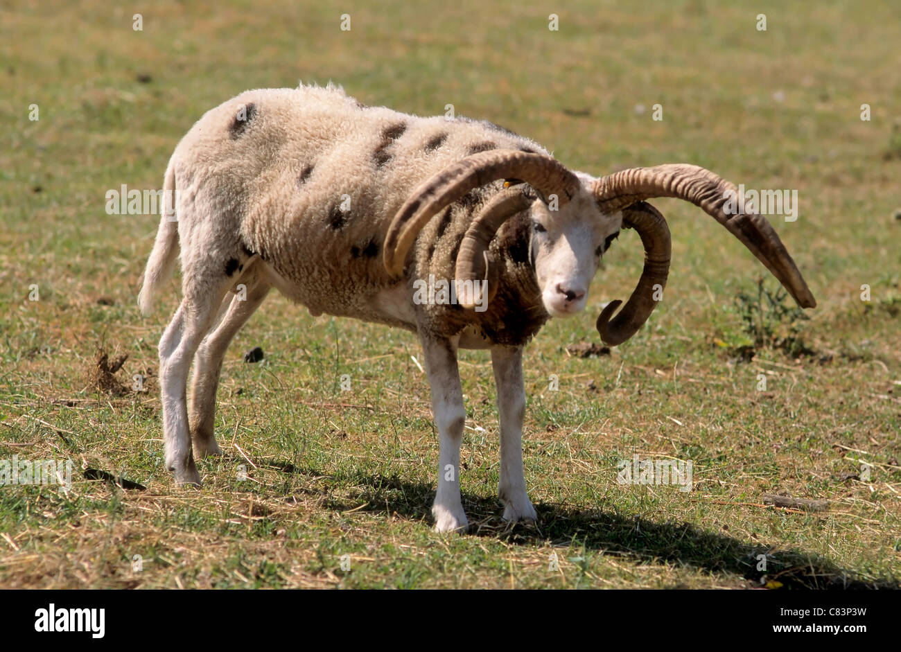Ein jacob schafe -Fotos und -Bildmaterial in hoher Auflösung – Alamy
