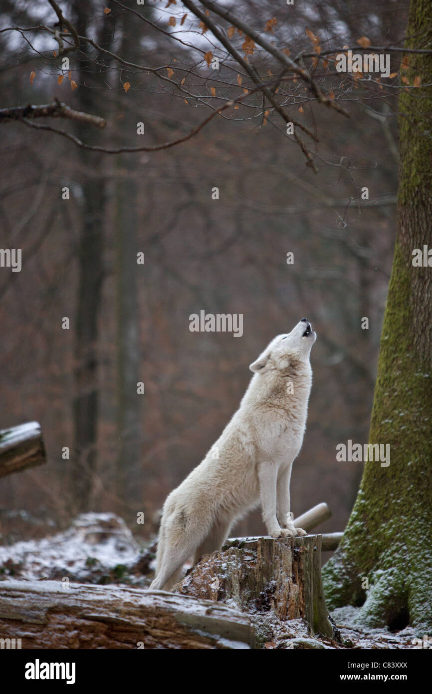 Arctic Wolf im Wald - heulen / Canis Lupus Arctos Stockfotografie - Alamy