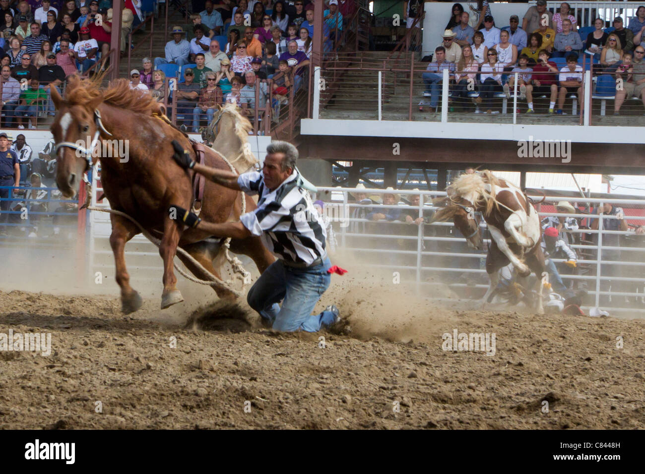 Wild Horse Race beim Staat Angola Prison Rodeo in Louisiana State ...