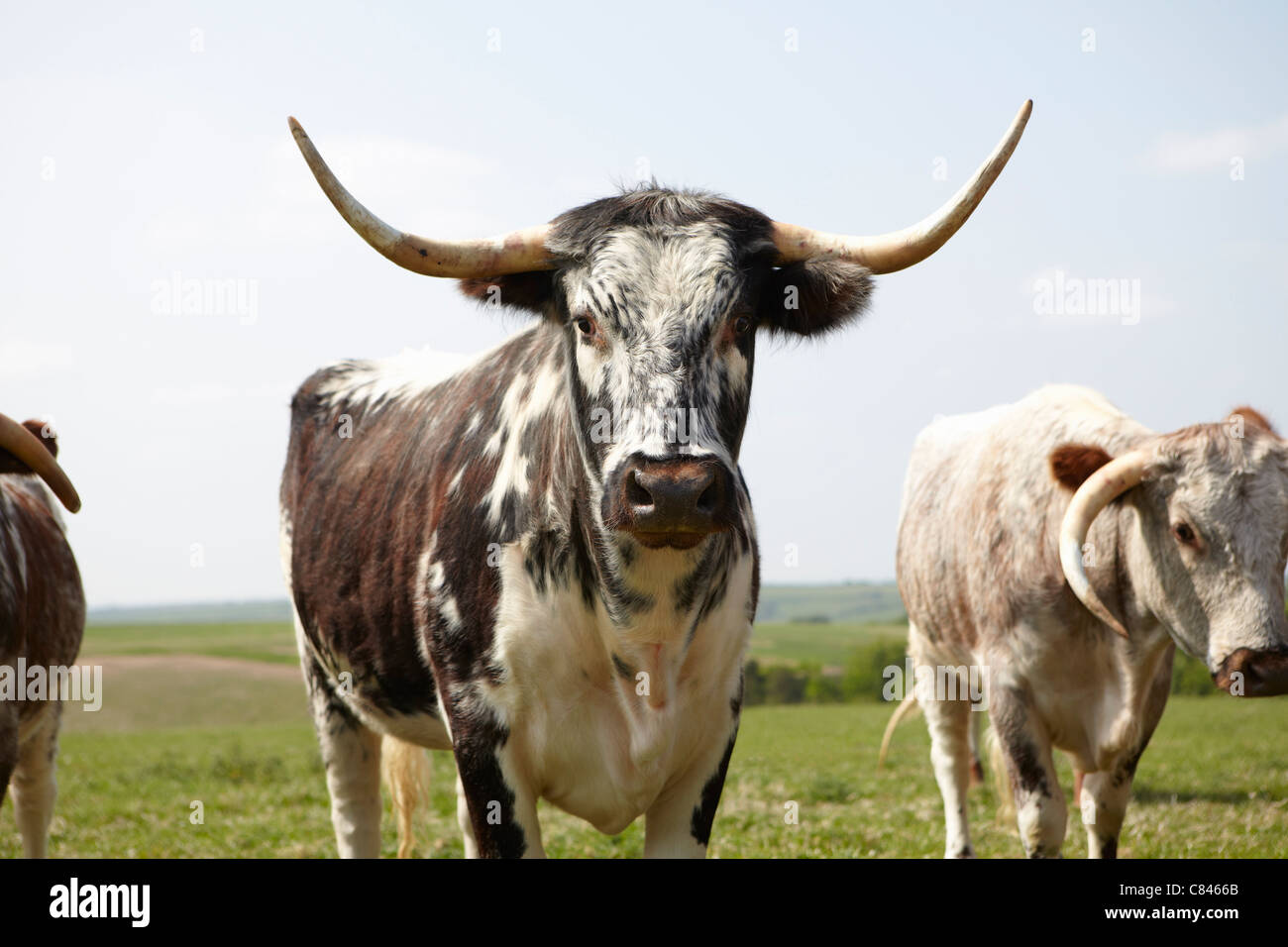 Long horn -Fotos und -Bildmaterial in hoher Auflösung – Alamy