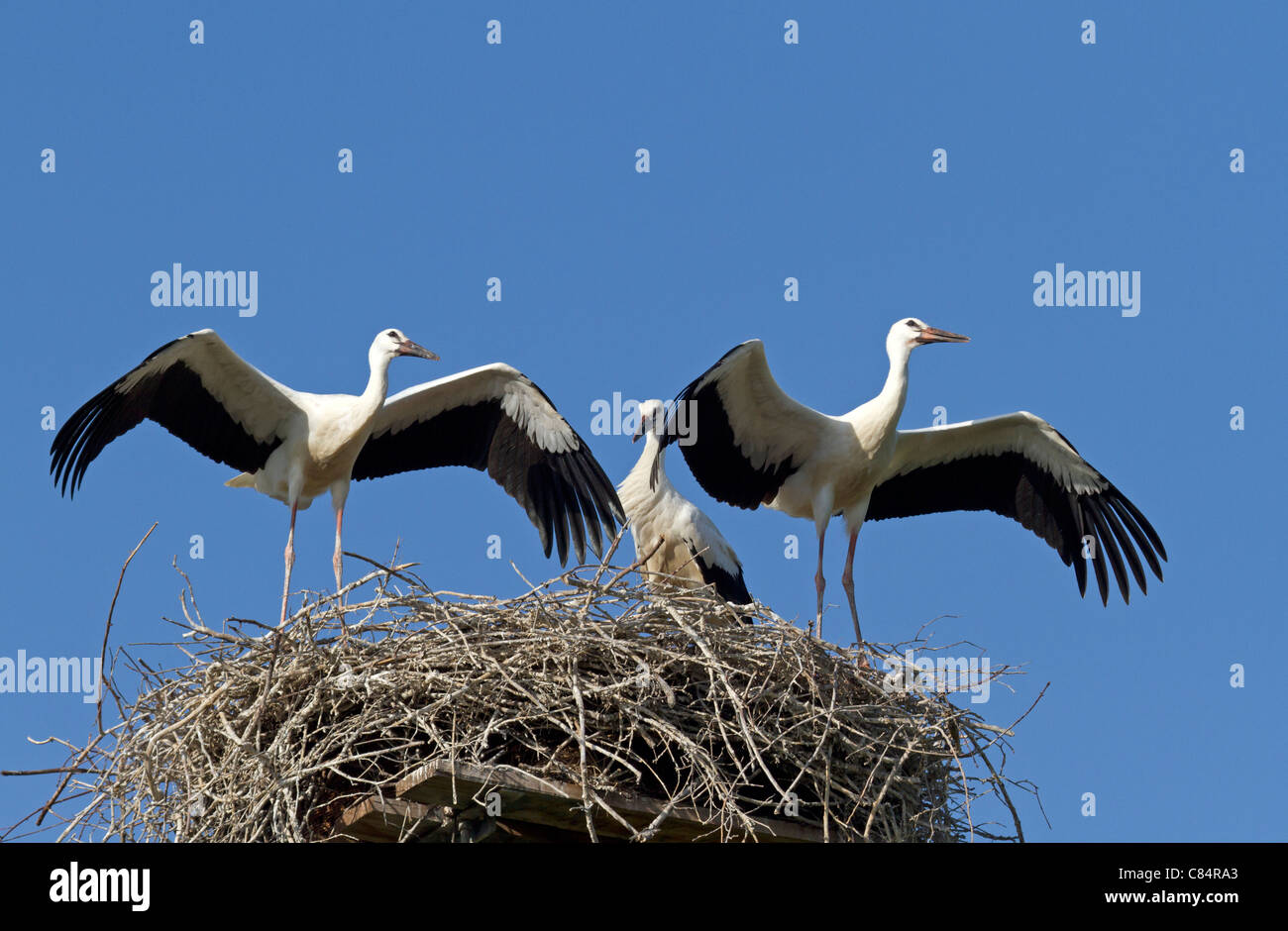 Storch baby -Fotos und -Bildmaterial in hoher Auflösung – Alamy