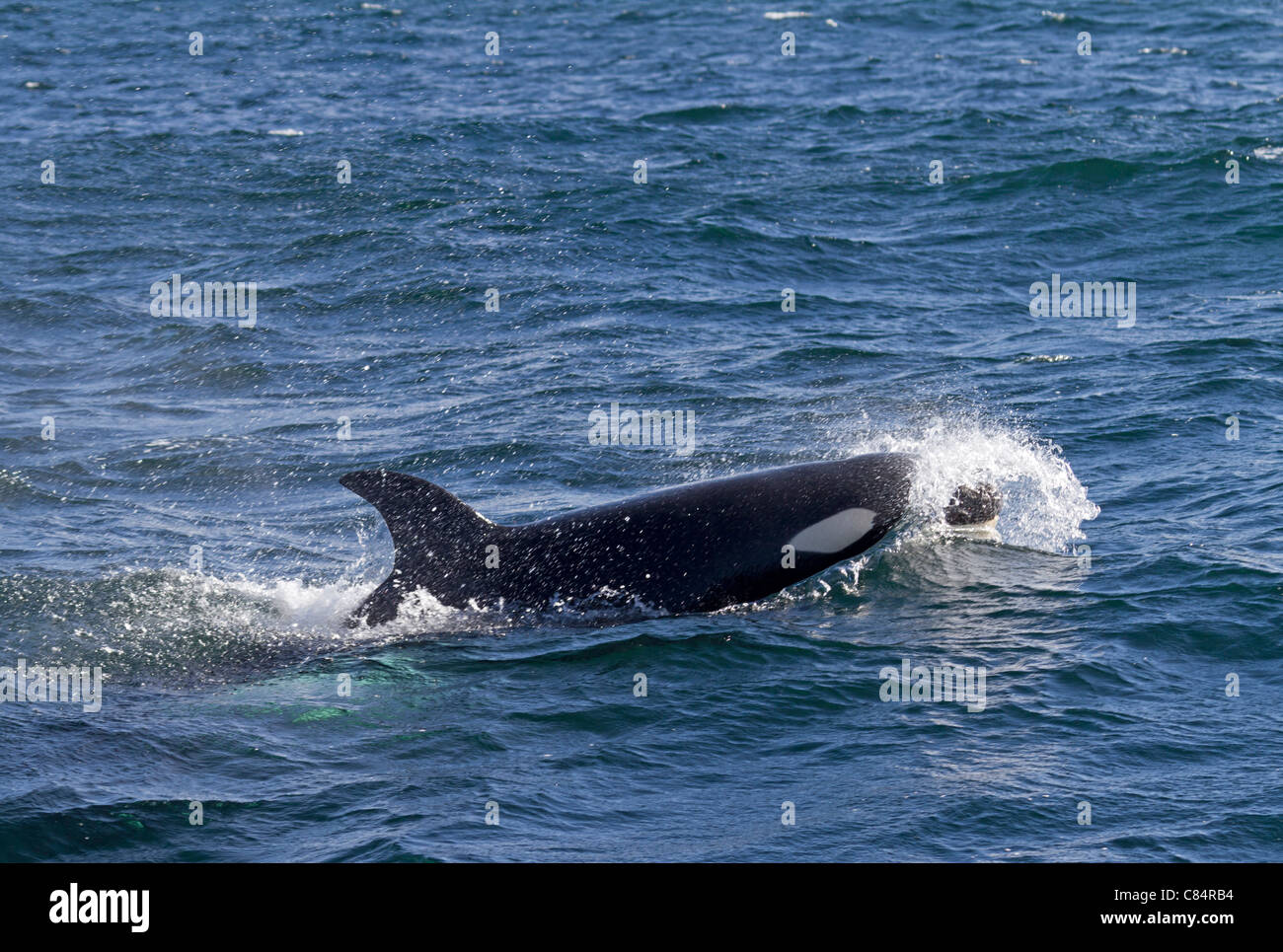 Orca (Orcinus Orca Stockfotografie - Alamy