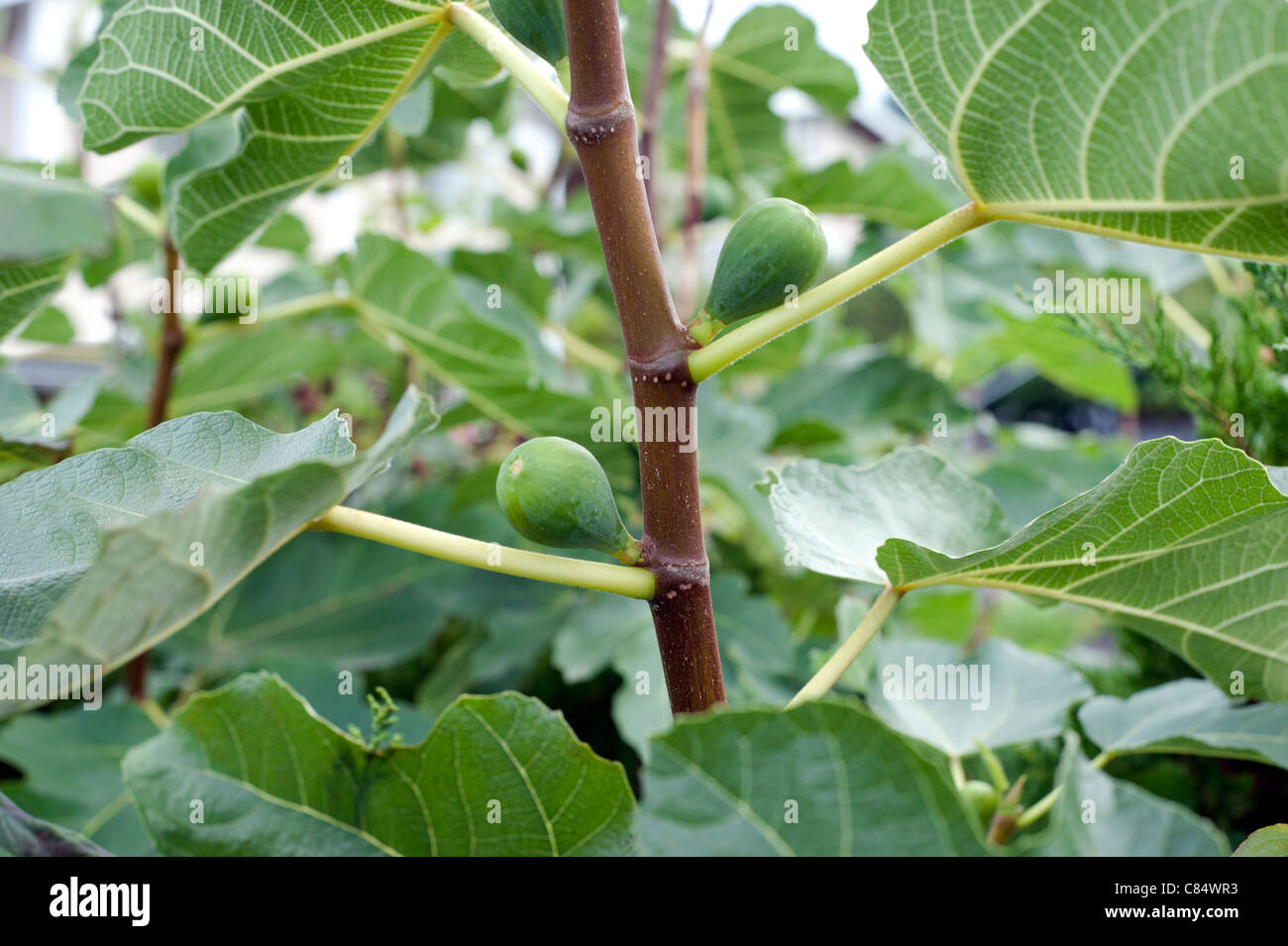 Obst feigenbaum -Fotos und -Bildmaterial in hoher Auflösung – Alamy