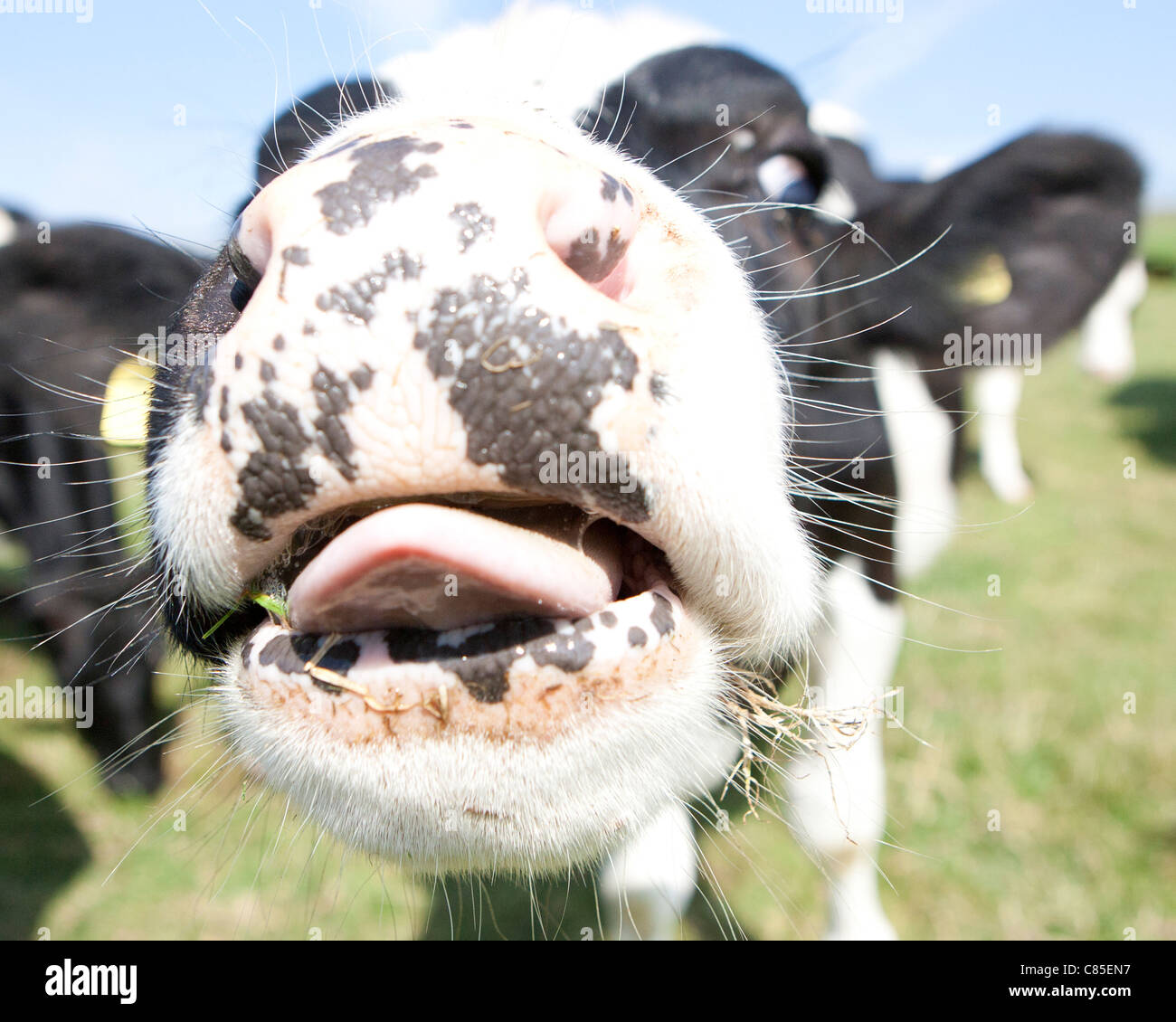 Kuh witzig -Fotos und -Bildmaterial in hoher Auflösung – Alamy