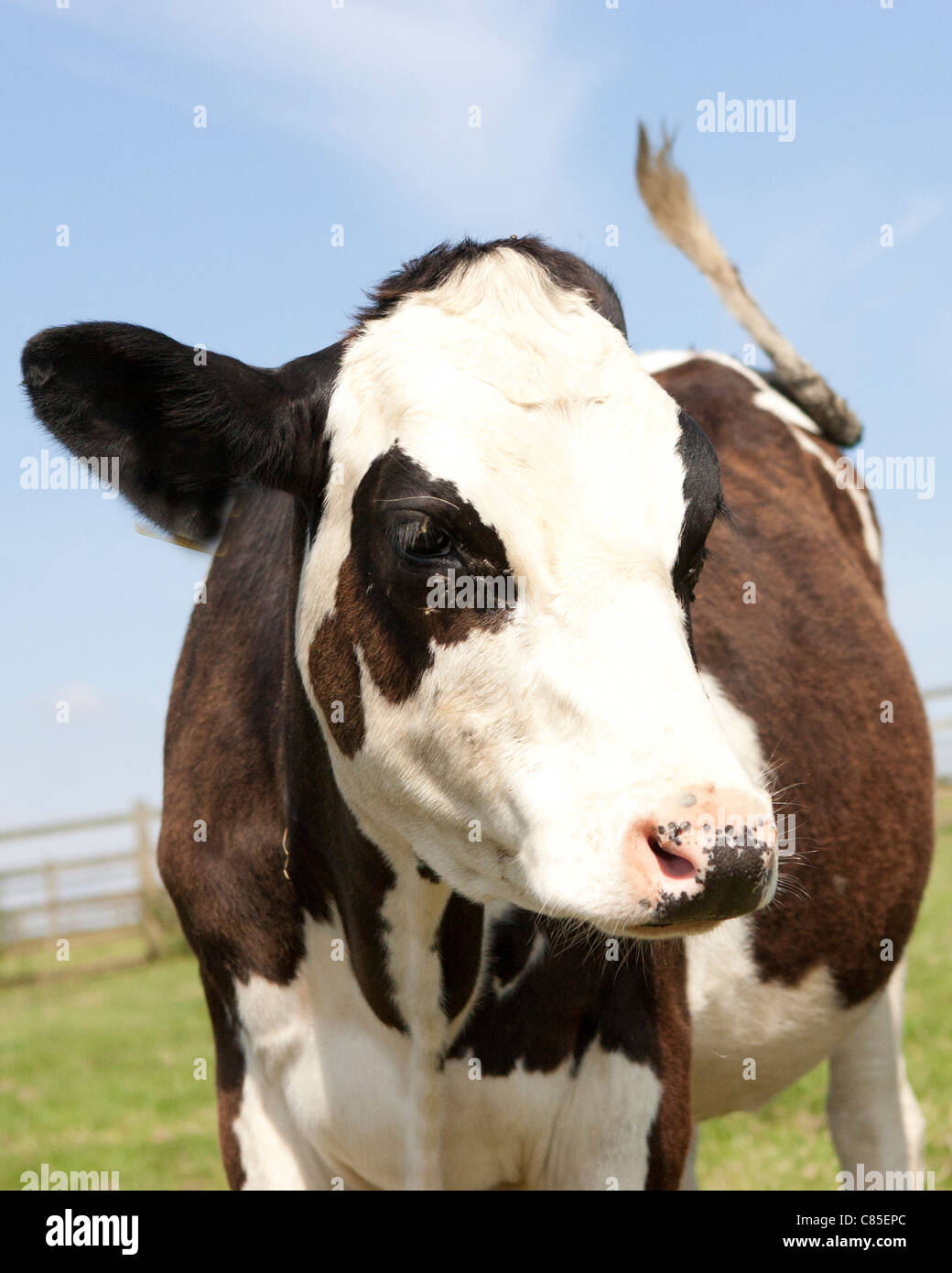 Kuh witzig -Fotos und -Bildmaterial in hoher Auflösung – Alamy