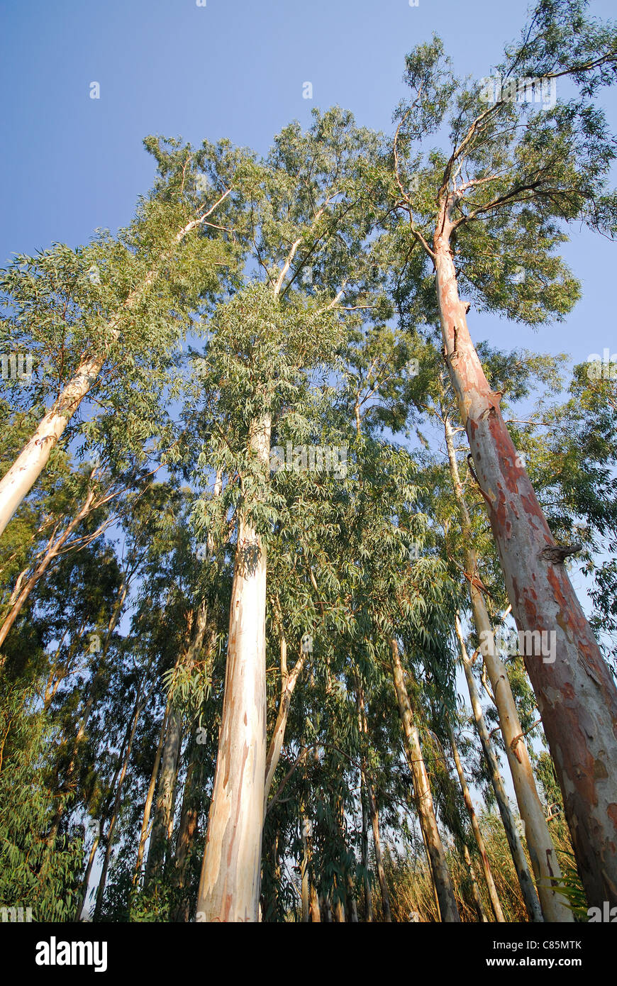 Turkei. Eukalyptus Bäume Eucalyptus Globulus Stockfotografie - Alamy