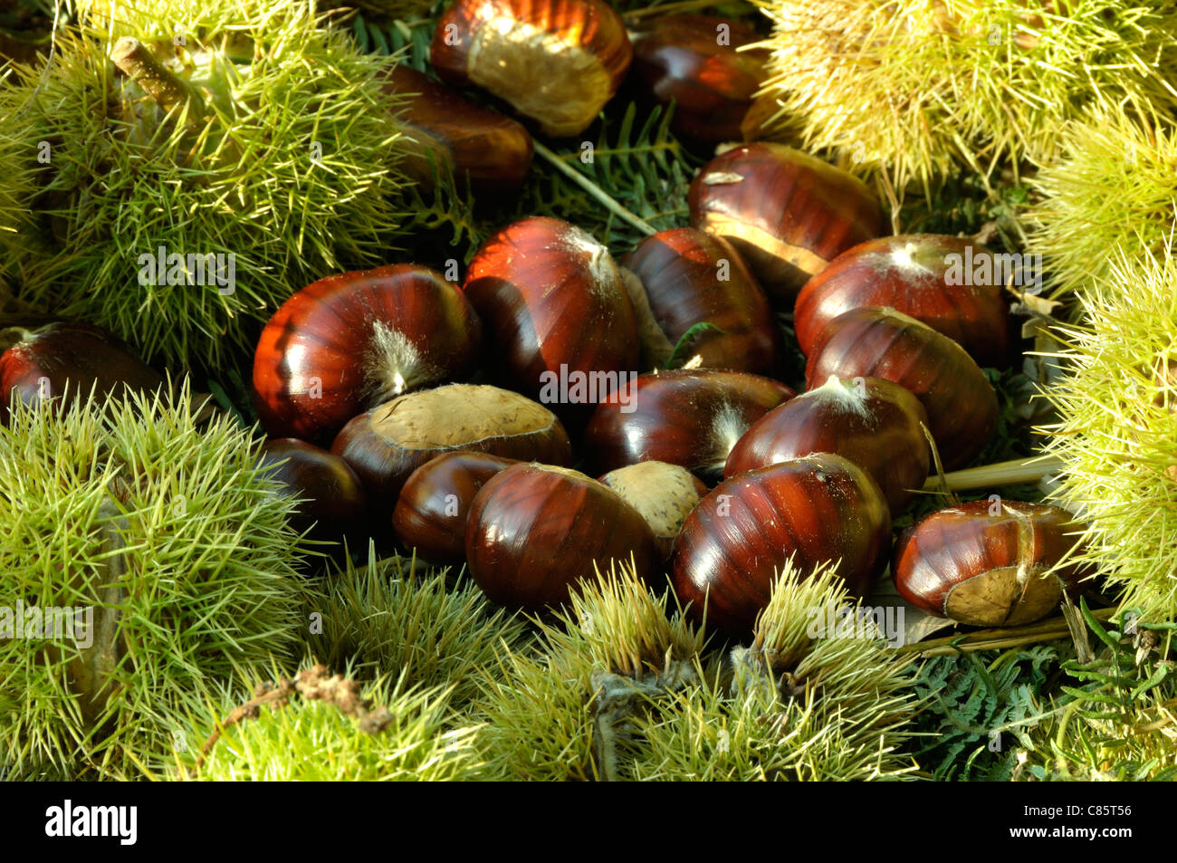 Ess kastanien -Fotos und -Bildmaterial in hoher Auflösung – Alamy