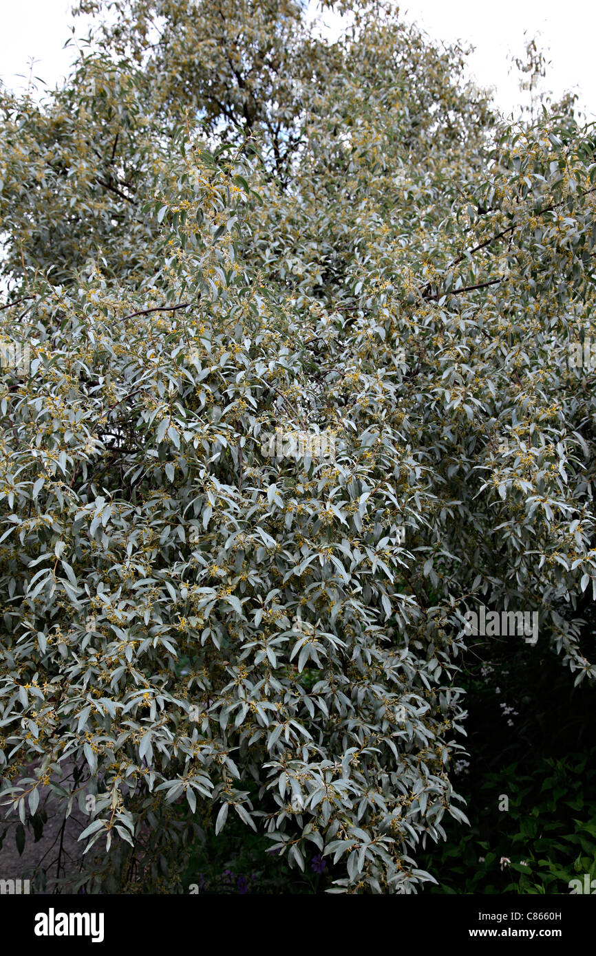 Elaeagnus commutata -Fotos und -Bildmaterial in hoher Auflösung – Alamy