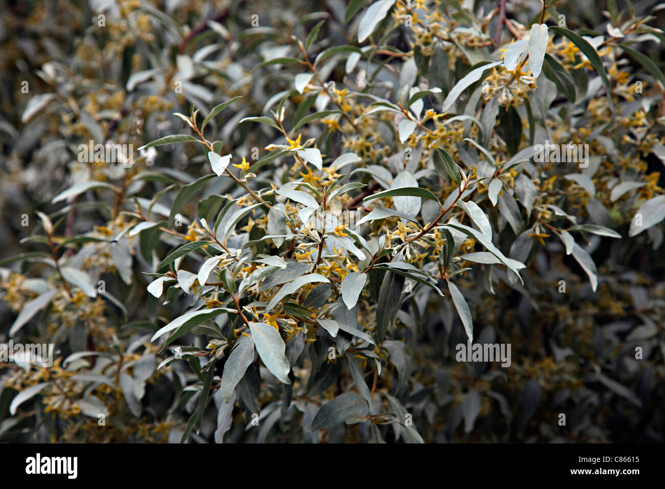 Elaeagnus Commutata Stockfotos und -bilder Kaufen - Alamy