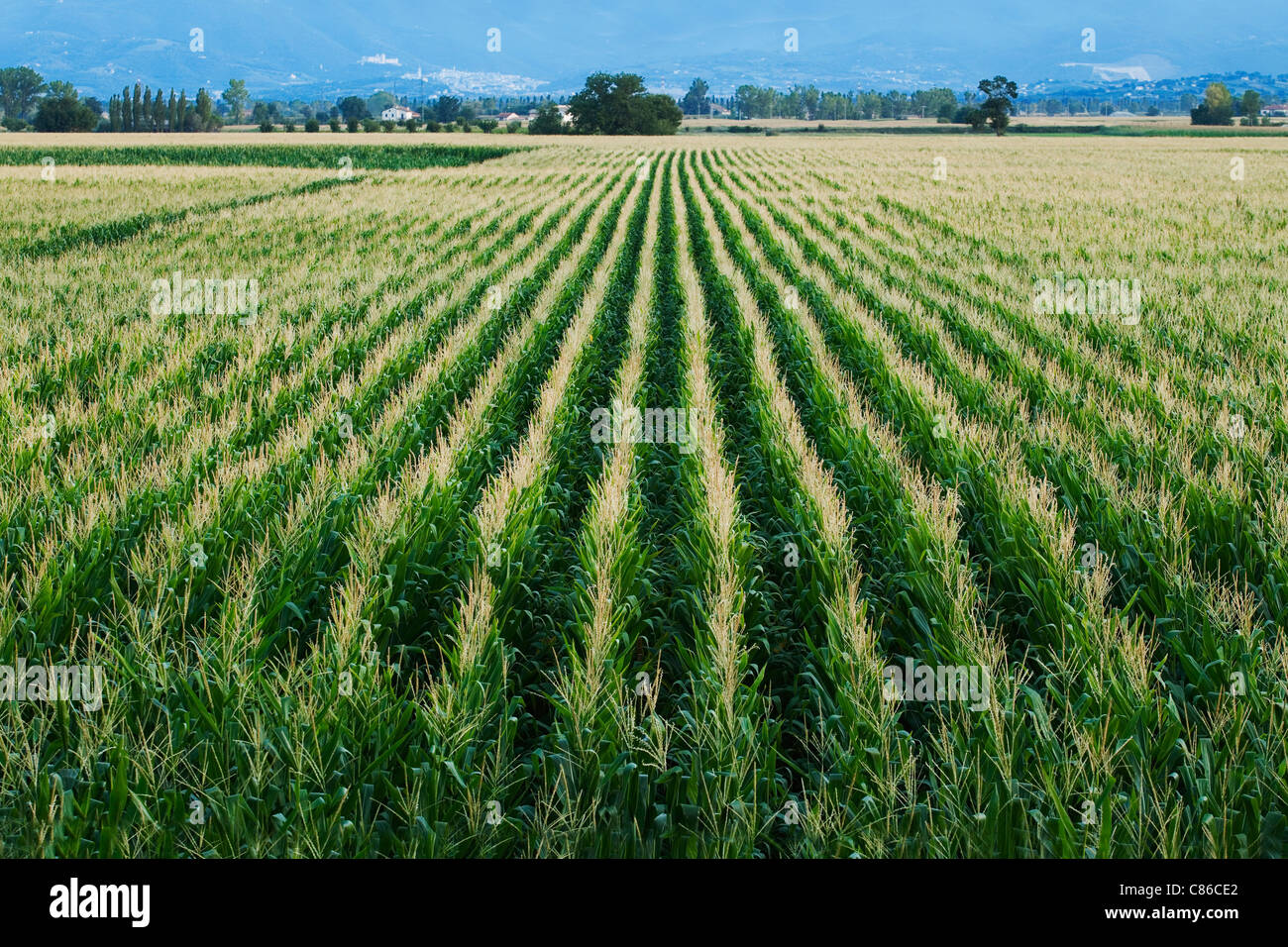 Maize field -Fotos und -Bildmaterial in hoher Auflösung – Alamy