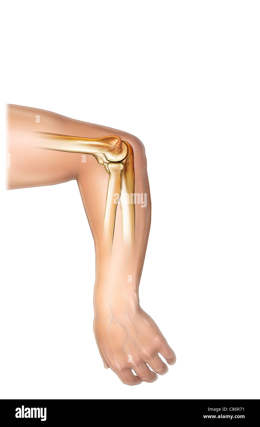 Das sind der radius und die ulna -Fotos und -Bildmaterial in hoher ...