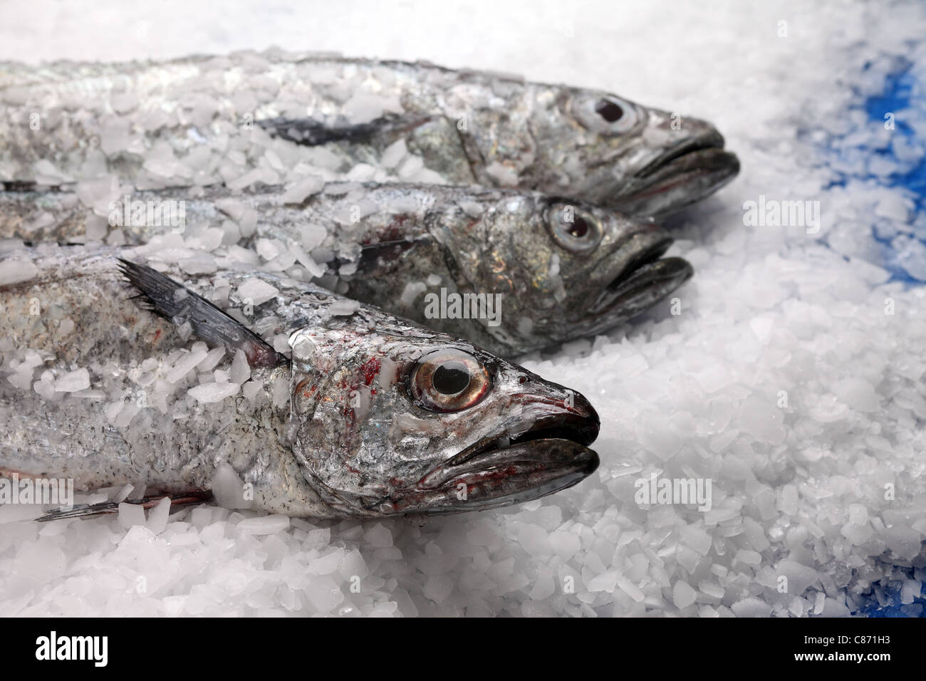 Frozen hoki fish on ice -Fotos und -Bildmaterial in hoher Auflösung – Alamy