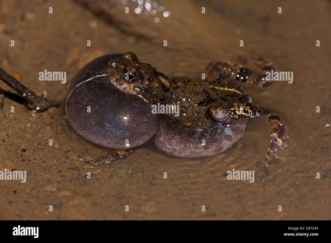 Tungara frog -Fotos und -Bildmaterial in hoher Auflösung – Alamy