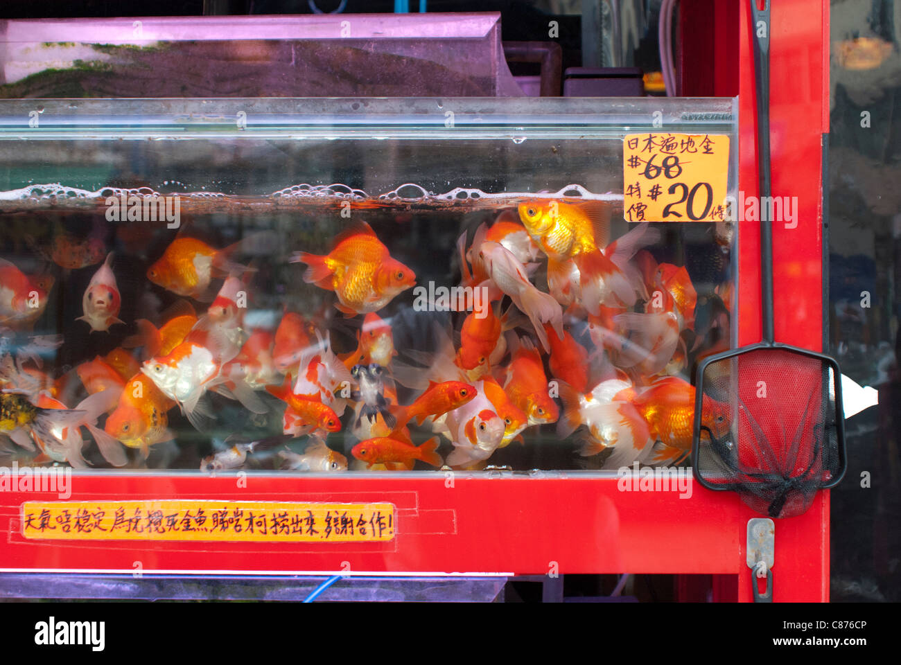 Goldfish tank -Fotos und -Bildmaterial in hoher Auflösung – Alamy