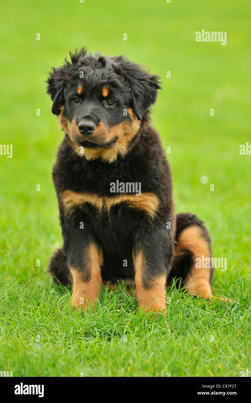 langhaarige Rottweiler Welpen Stockfotografie - Alamy