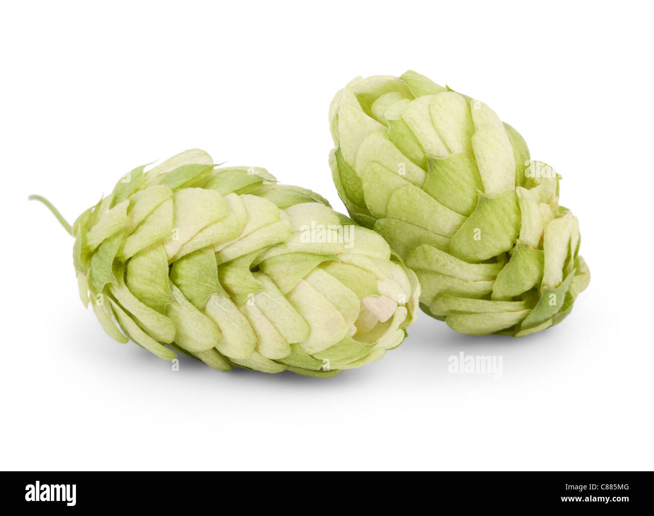 Hopfen hintergrund -Fotos und -Bildmaterial in hoher Auflösung – Alamy