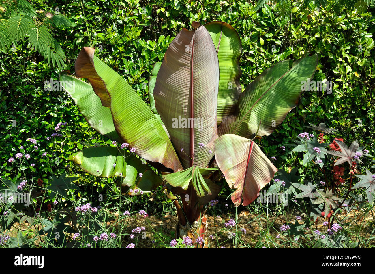 Abessinien Banane (Musa Ensete Ventricosum Stockfotografie - Alamy