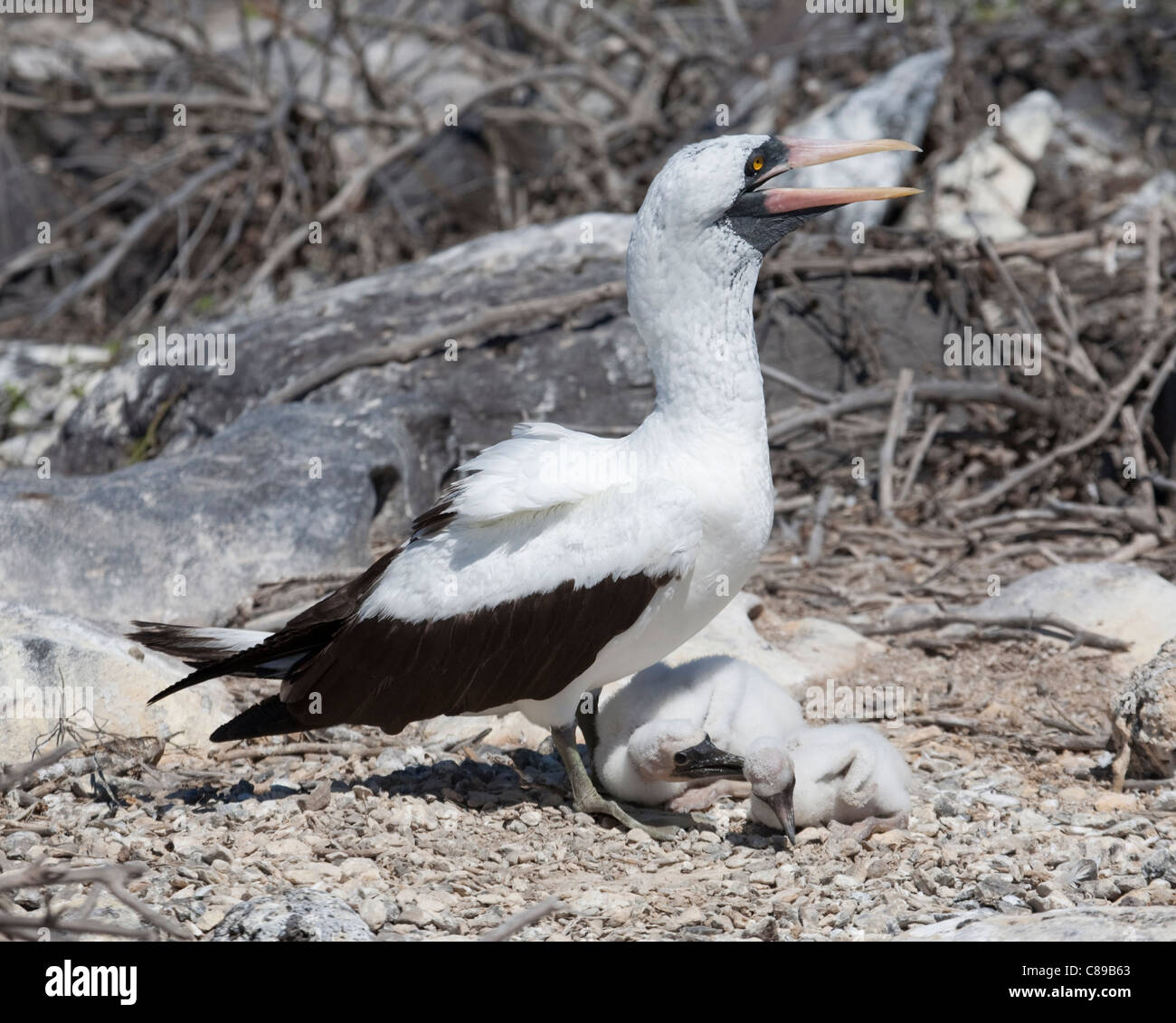 Verpflichten siblicide in Nazca Tölpel. Ältere größere Küken ist ...