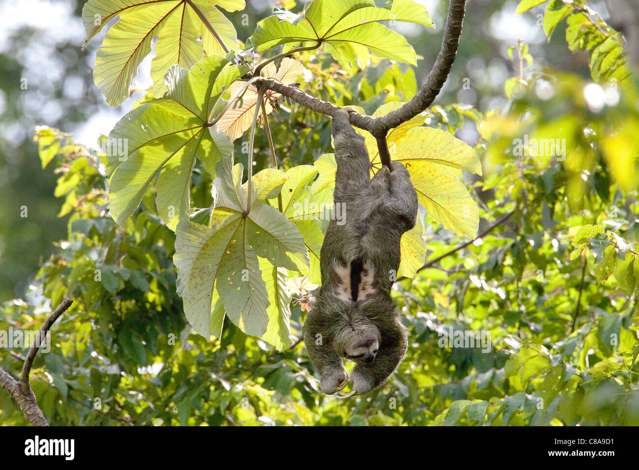 Faultier costa rica -Fotos und -Bildmaterial in hoher Auflösung – Alamy