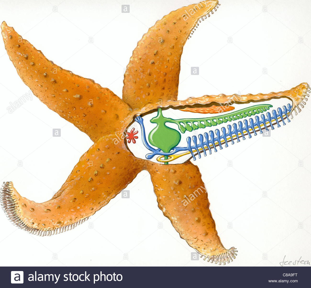 Pathological Anatomical Stockfotos & Pathological Anatomical Bilder - Alamy