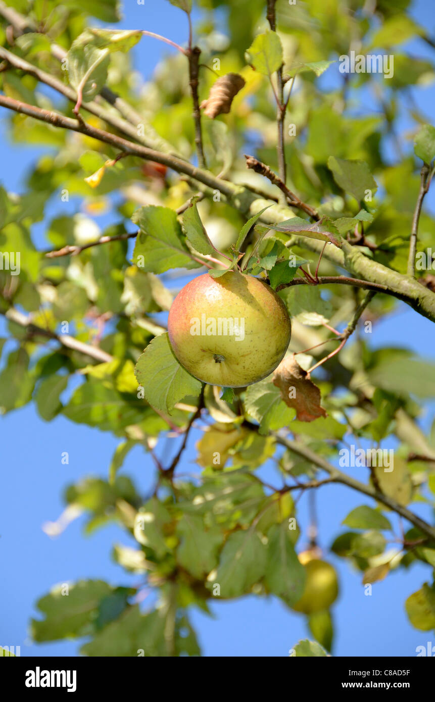 Boskoop apple -Fotos und -Bildmaterial in hoher Auflösung – Alamy