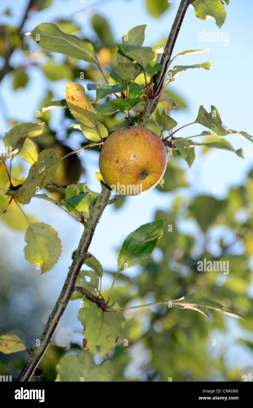 Boskoop apple -Fotos und -Bildmaterial in hoher Auflösung – Alamy