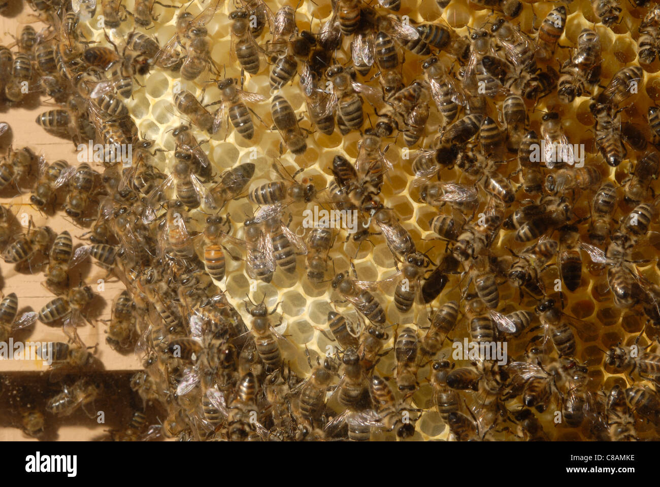 Honig Wabe Stockfotos und -bilder Kaufen - Alamy